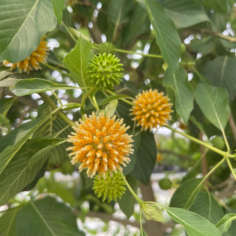 ETHA Live Kratom Plant – ETHA Natural Botanicals