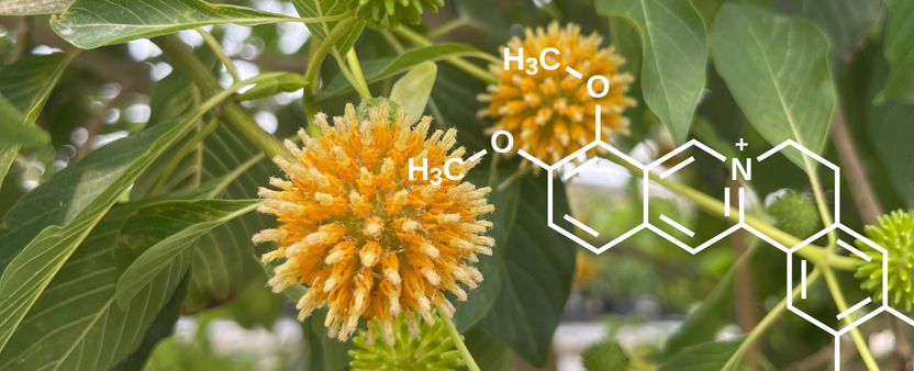 ETHA Natural Botanicals - LIVE FULLY