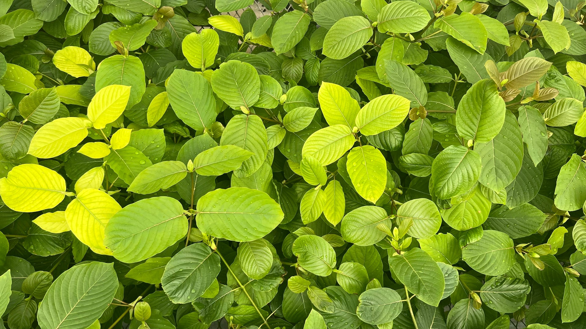 About Us – ETHA Natural Botanicals