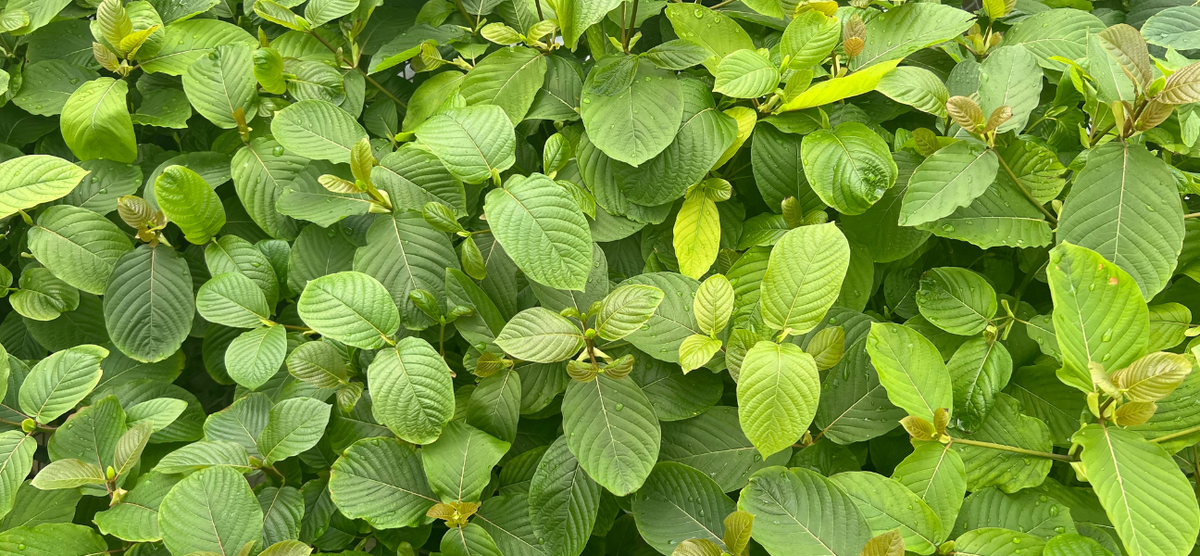 ETHA KRATOM EXTRACT HAZELNUT CREAMER: RELIEF AND ENERGY – ETHA Natural ...